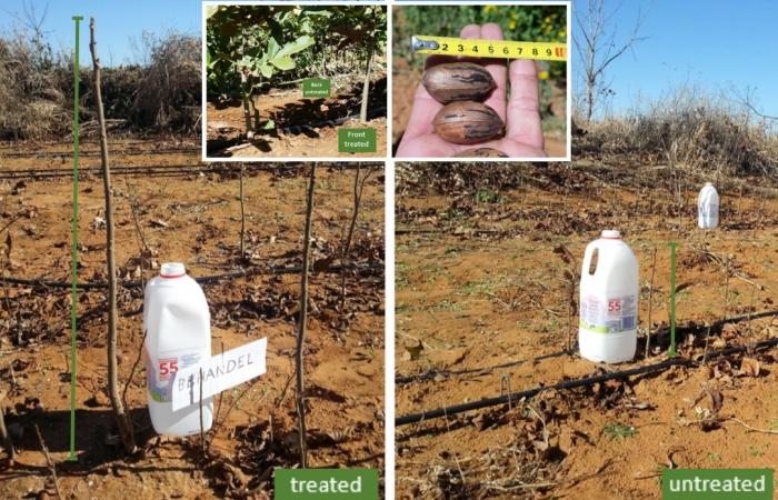 Organic biofertilizer for all crops boosting profits, crop quality ...